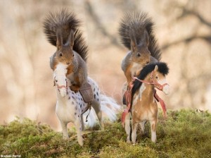 The squirrels love horsing Cheeky rodents love playing toy animals ...