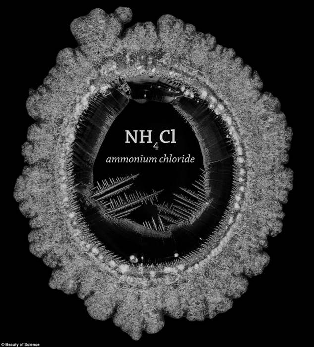 Science: Macro-timelapse footage captures the process in stunning ...