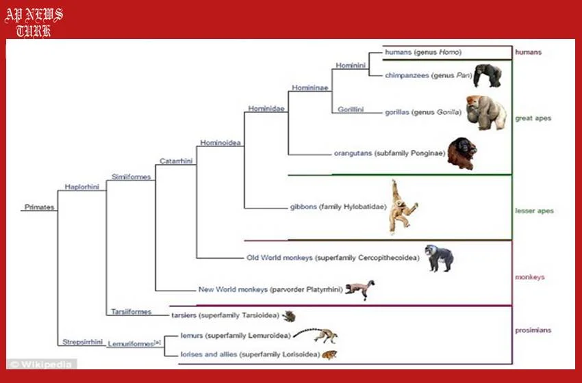 Primates Family Tree